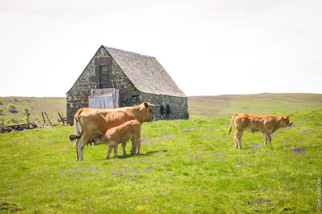 Où manger un aligot dans un buron en Aveyron